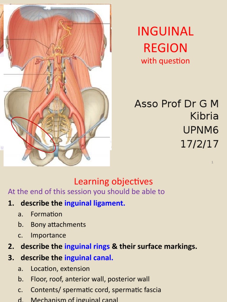Inguinal Region 1617 | PDF | Soft Tissue | Musculoskeletal System