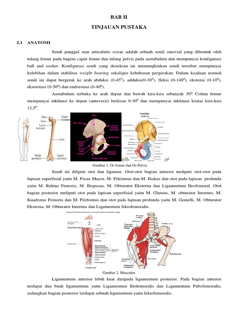 Anatomi Sendi Panggul dan Gerakannya | PDF | Sains & Matematika