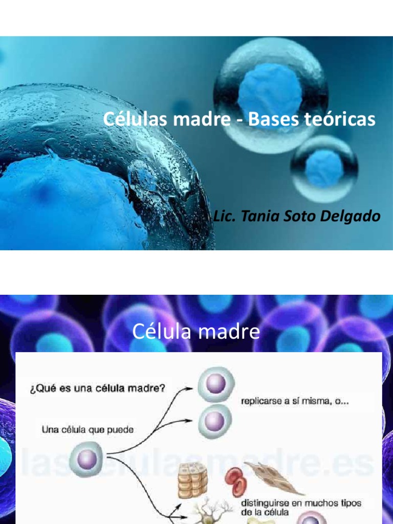 Clasificación y funciones de células madre | PDF