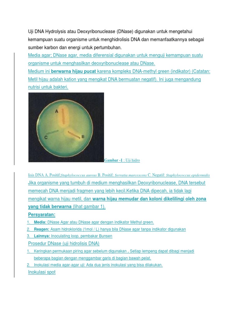 Uji DNA Hydrolysis Atau Deoxyribonuclease | PDF