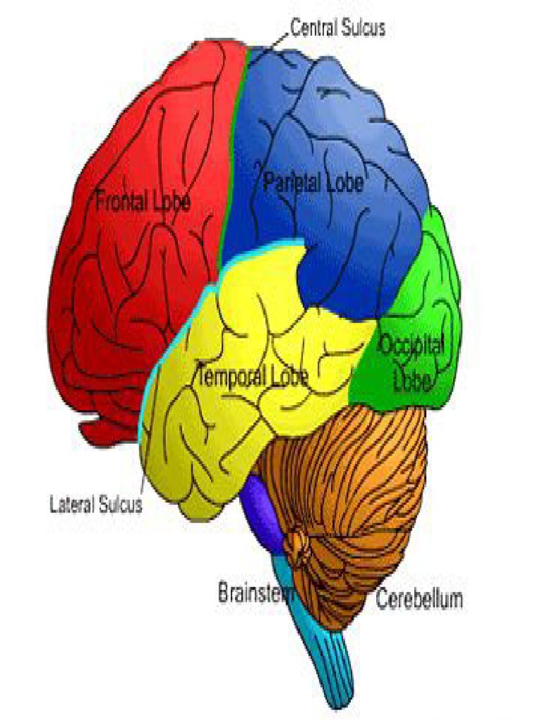 Neuroscience Neuropsychology Neuropsychiatry Brain Mind Introduction ...