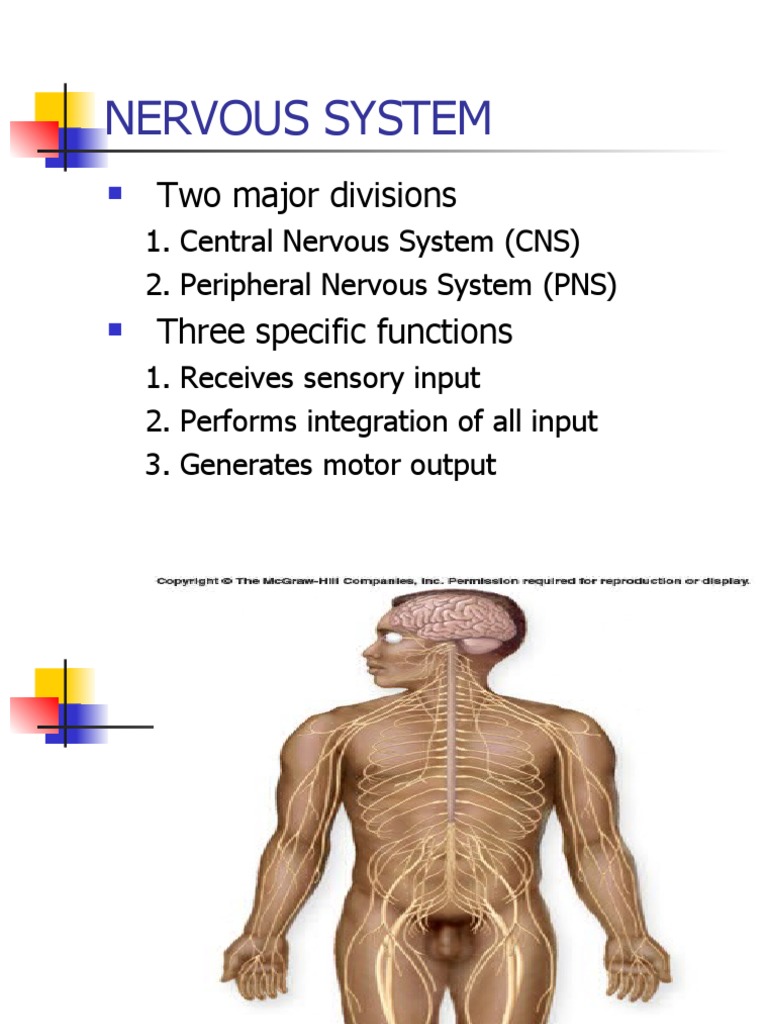 Nervous System: Two Major Divisions | PDF | Chemical Synapse | Nervous ...