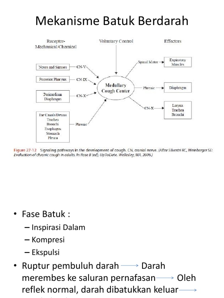 Mekanisme Batuk Berdarah | PDF