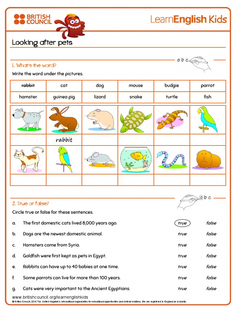 Worksheets Looking After Pets PDF | PDF | Pet | Mouse
