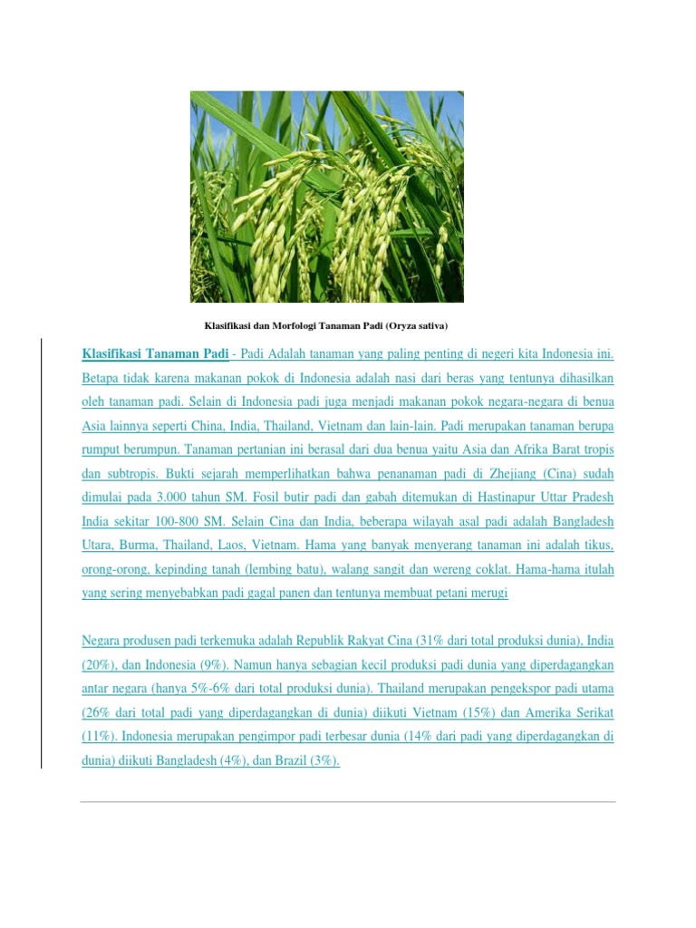 Klasifikasi Dan Morfologi Tanaman Padi