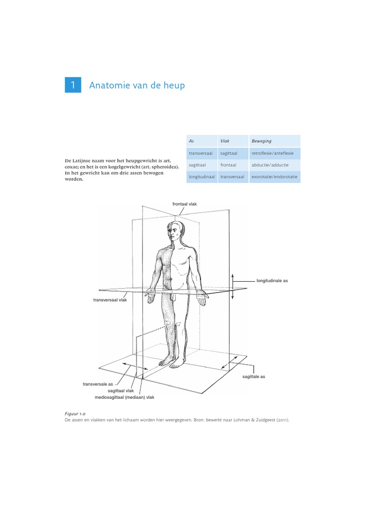 Anatomie Van de Heup | PDF