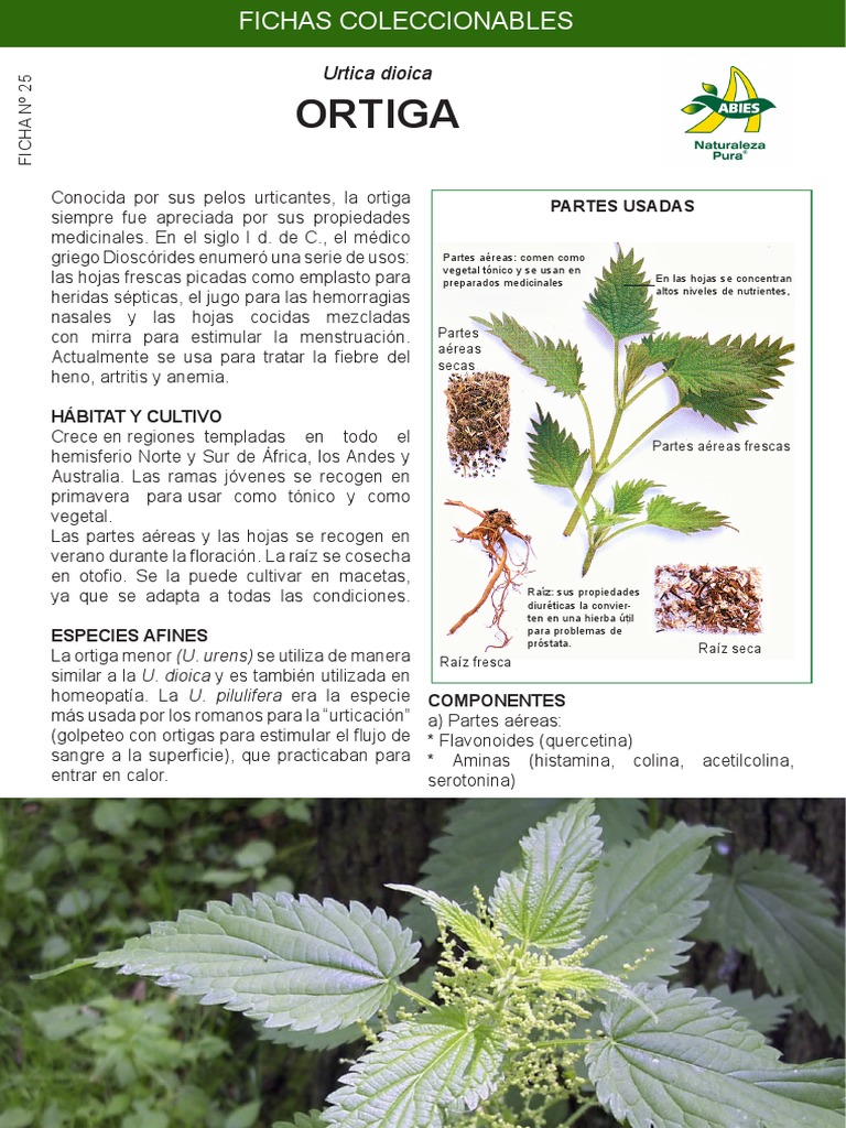Beneficios y Usos de la Ortiga | PDF | Salud y bienestar | Medicina