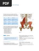 Anatomie Van de Heup | PDF