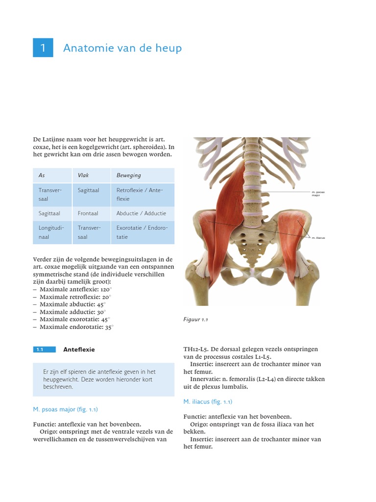 Anatomie Van Het Bovenbeen
