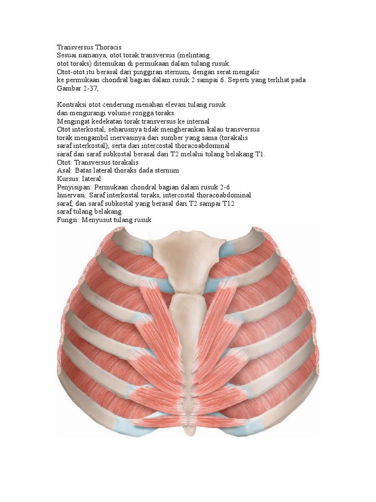 Transversus Thoracis - Doc Syifa | PDF