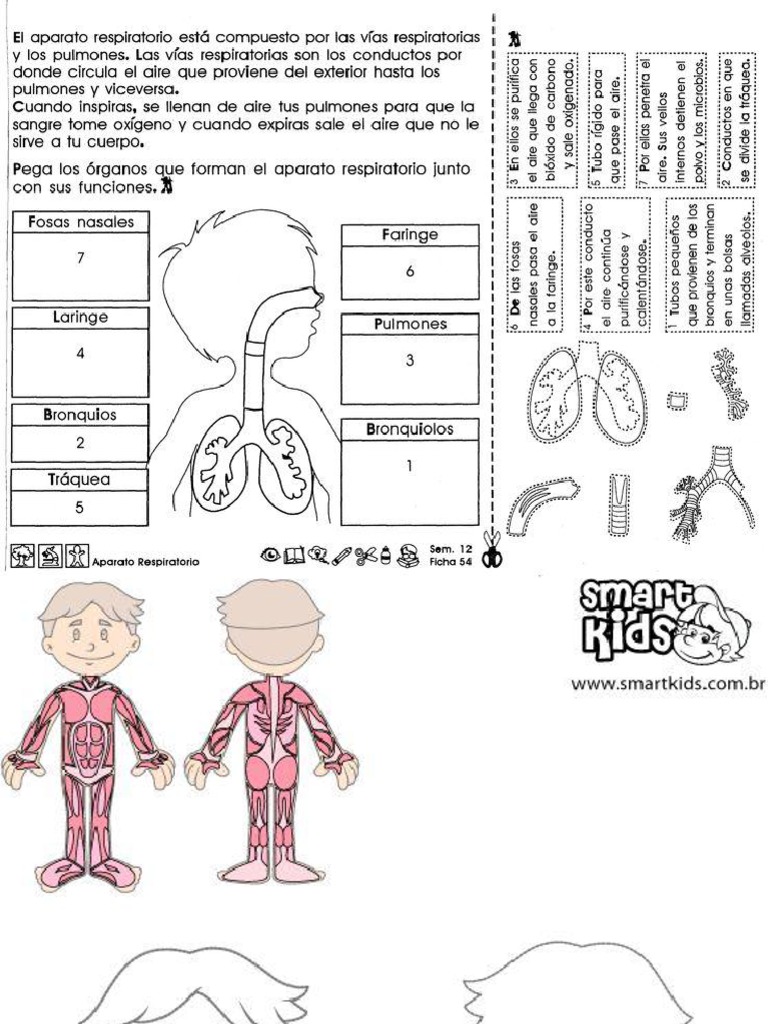 Hoja De Repaso Ejercicio 38 Anatomía Del Sistema Digestivo