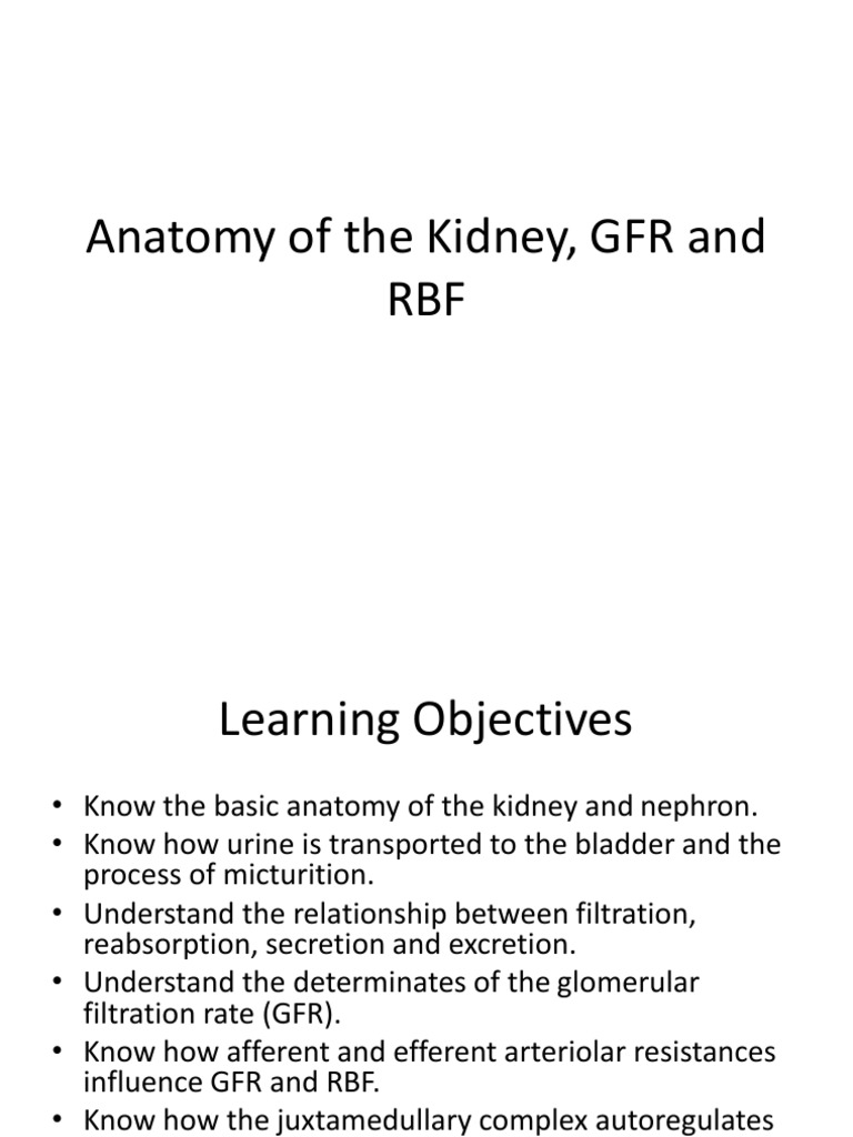 Anatomy of The Kidney, GFR and RBF | PDF | Kidney | Urinary System