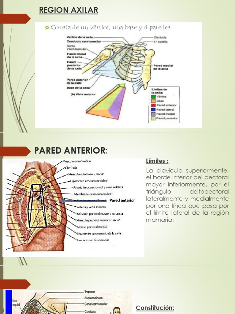 Anatomía Región Axilar | PDF | Sistema musculoesquelético | Anatomía humana