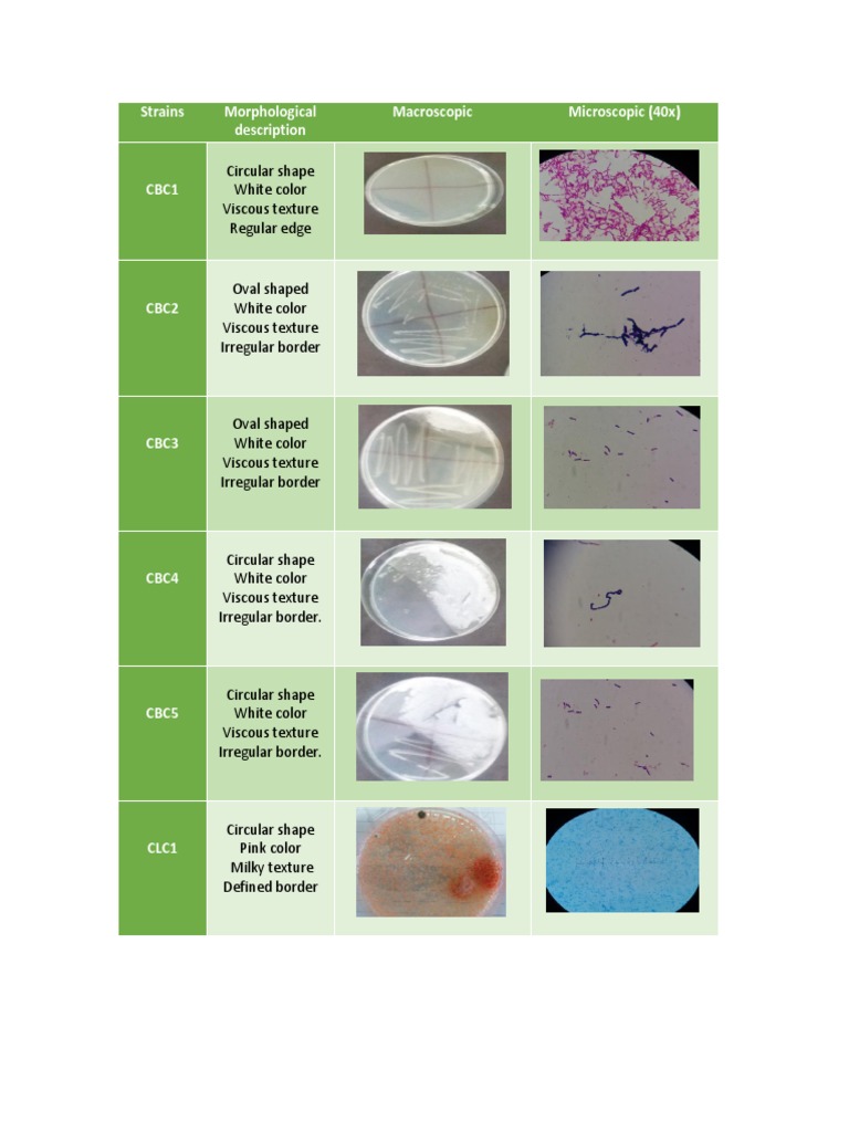 Modelos de Cepas en Imagenes | PDF