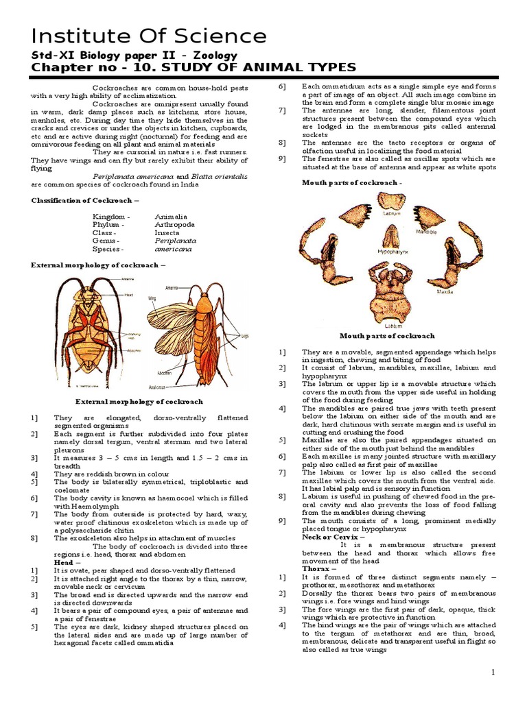 Anatomy and Classification of Cockroach | PDF | Circulatory System | Heart