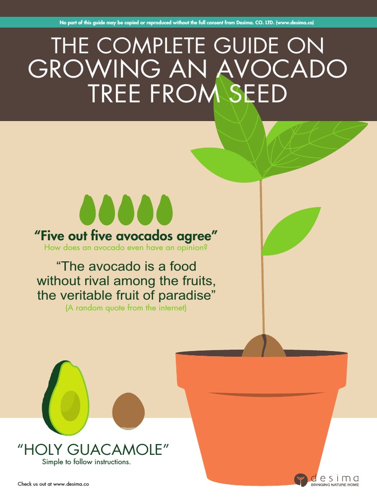 Complete Guide to Growing Avocados | PDF | Avocado | Trees
