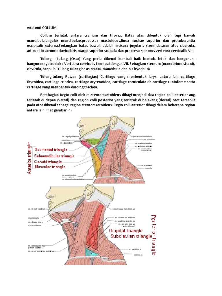 Anatomi dan Otot Leher Manusia | PDF | Sains & Matematika