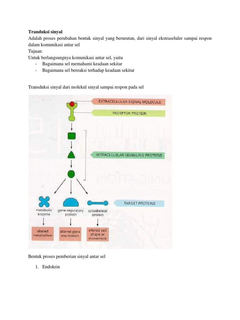 Transduksi Sinyal, Sinaps, Dan Neurotransmitter | PDF