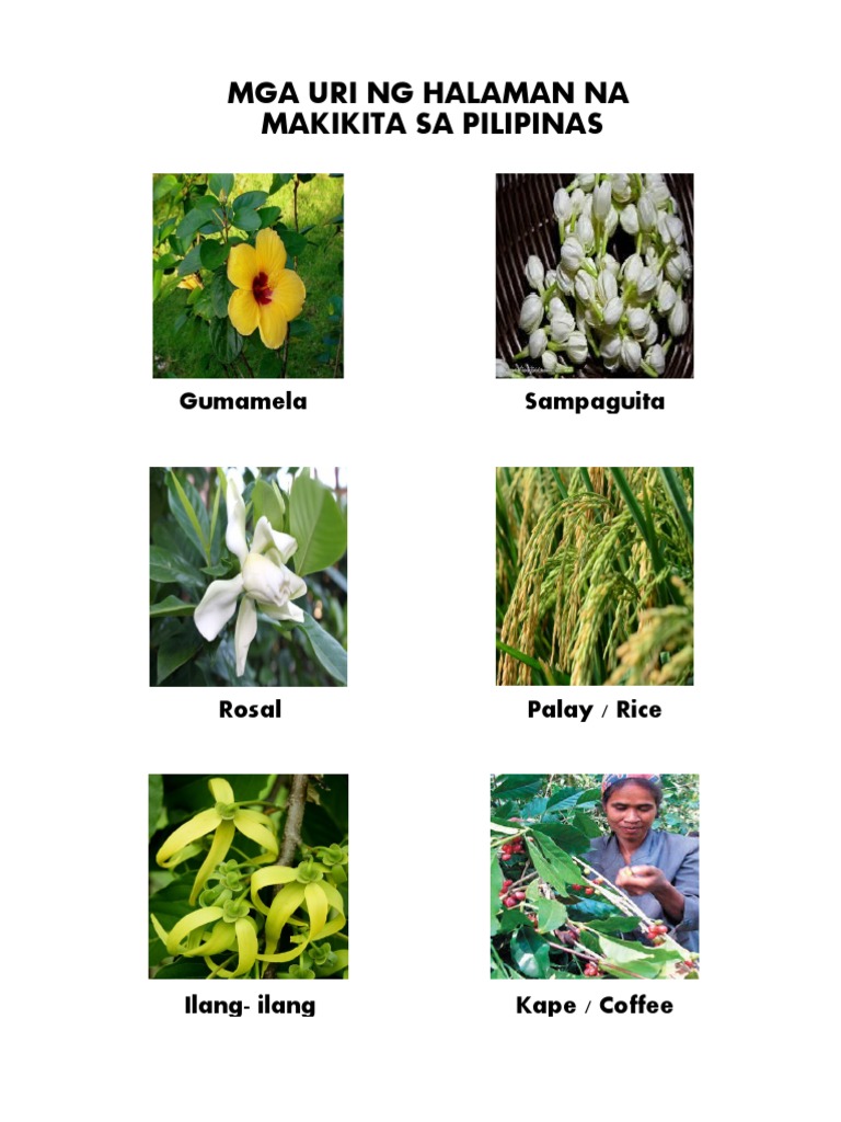 Mga Uri NG Halaman Makikita Sa Pilipinas | PDF