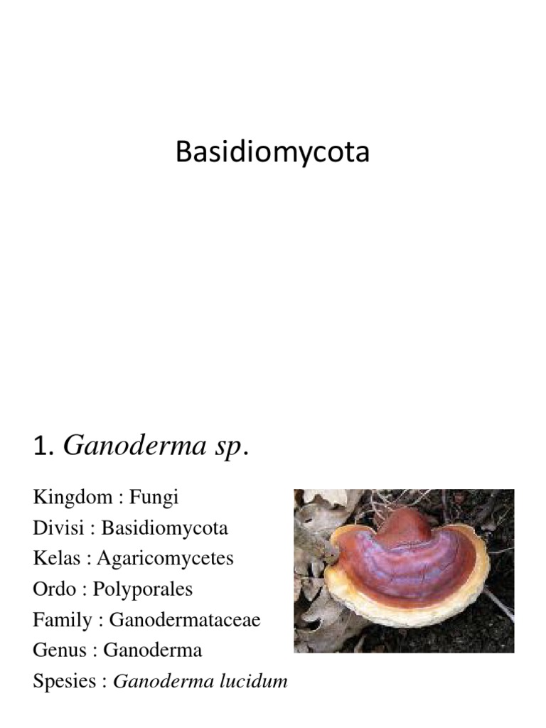 Basidiomycota | PDF
