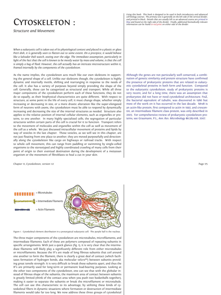 Cytoskeleton:: Structure and Movement | PDF | Actin | Cytoskeleton