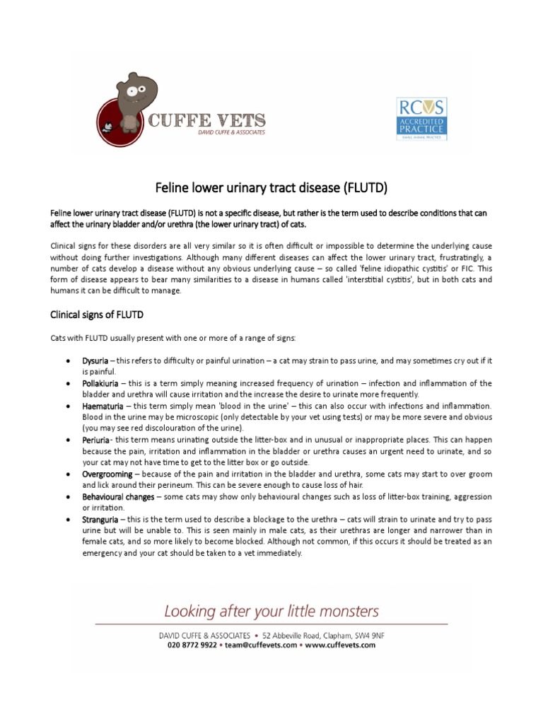 Feline Lower Urinary Tract Disease (FLUTD) : Clinical Signs of FLUTD ...