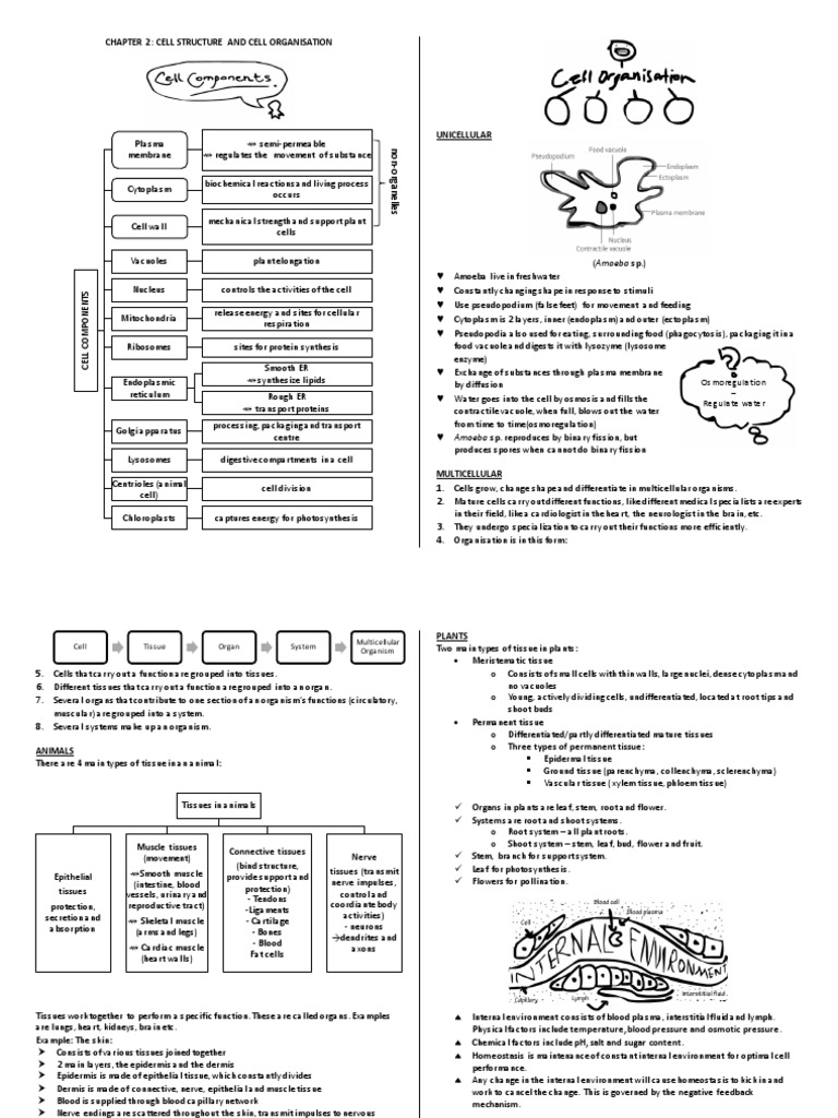 Form 4 Biology: Cell Structure Notes | PDF | Tissue (Biology ...