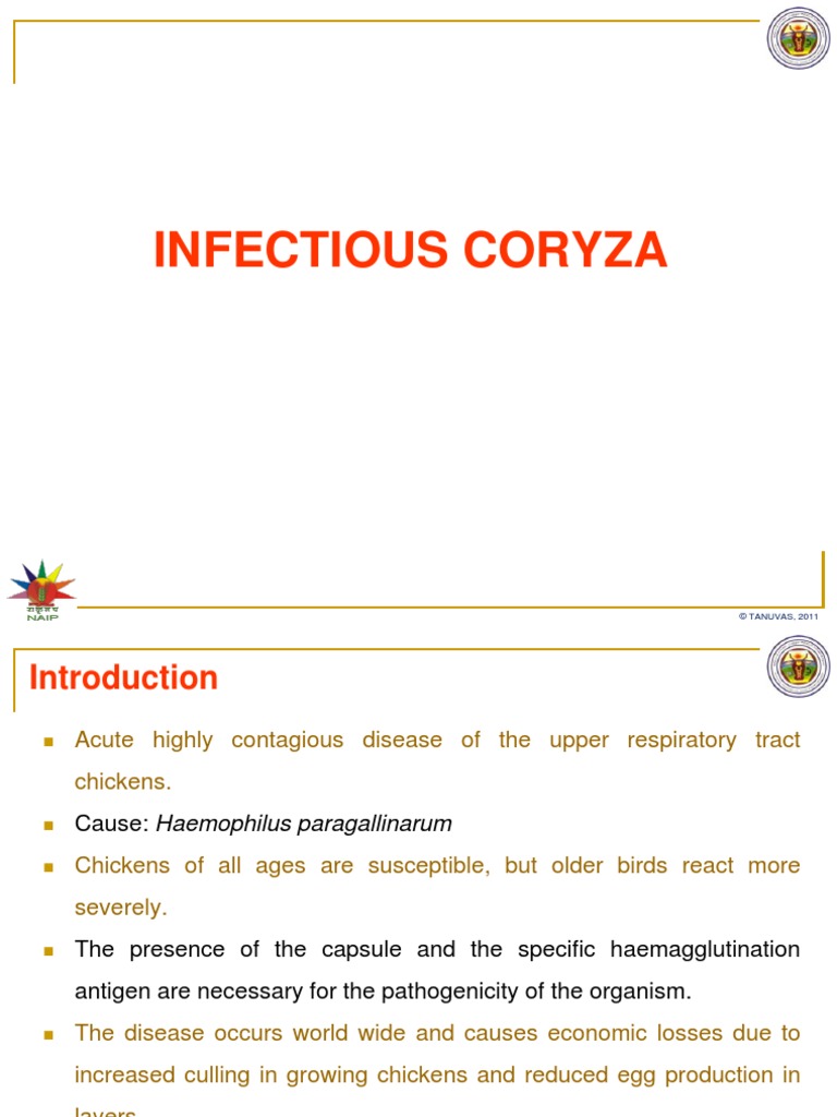 8.2 Infectious Coryza | PDF | Infection | Microbiology