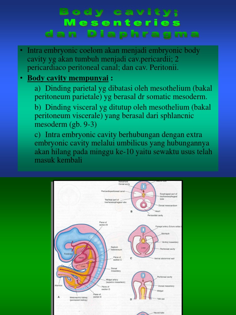 Body Cavity - Mesenteries and Diaphragma | PDF | Kajian Bahasa Asing ...