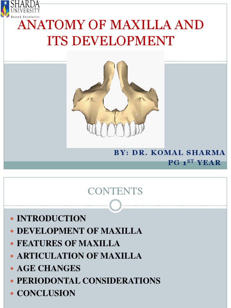 Maxilla Anatomy and Development Overview | PDF | Animal Anatomy ...