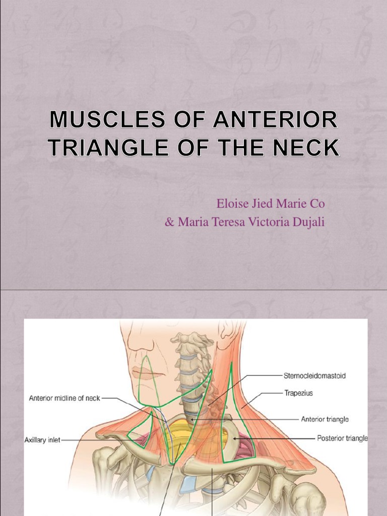 Muscles of Anterior Triangle of The Neck | PDF | Musculoskeletal System ...