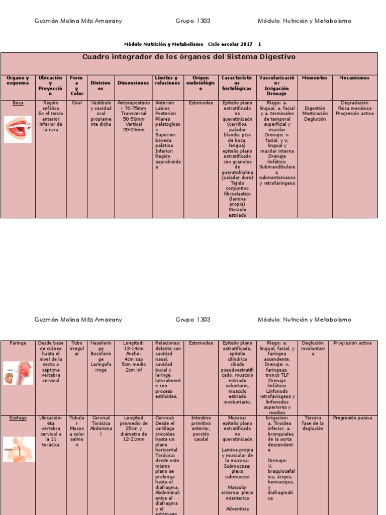 Cuadro Integrador SD 1303 2017-1 | PDF | Abdomen | Intestino grueso