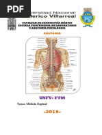 Conducto Ependimario | PDF | Sistema nervioso central | Anatomía humana