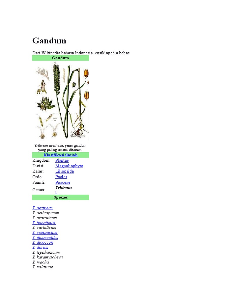 Gandum | PDF