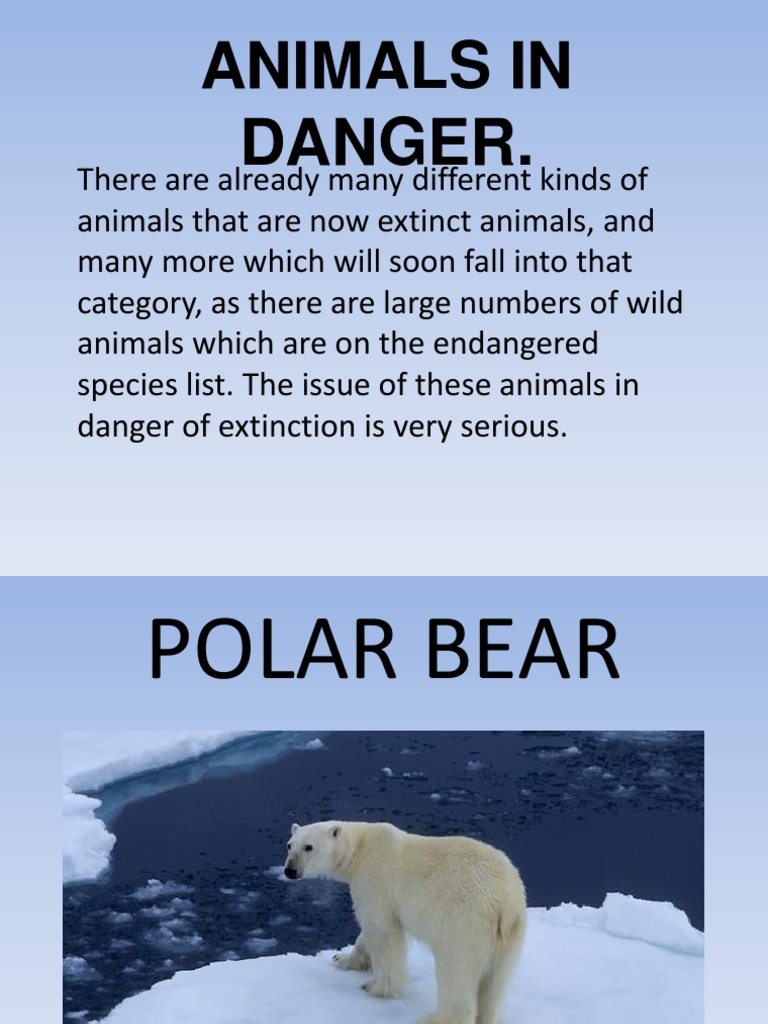 Animals in Danger-2 | PDF | Endangered Species | Chimpanzee