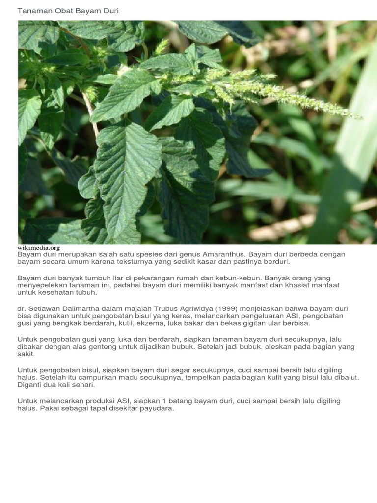 Tanaman Obat Bayam Duri | PDF