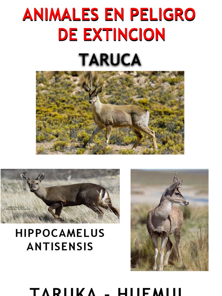 Taruca | PDF