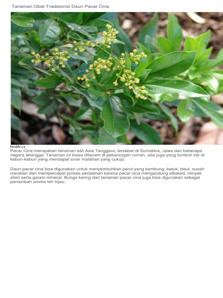 Tanaman Obat Tradisional Daun Pacar Cina | PDF