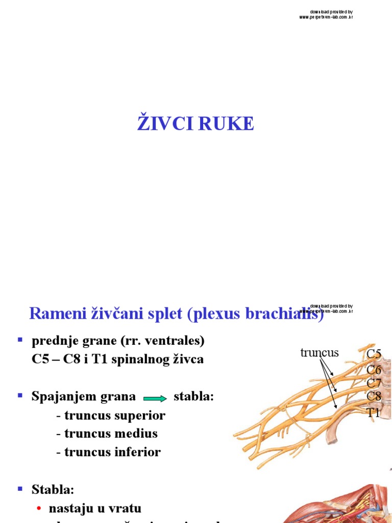 Nervi Ruke PDF | PDF