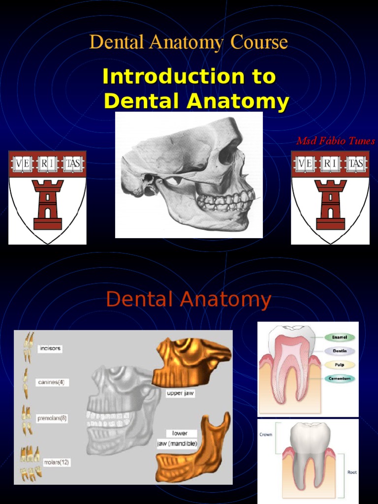 Dental Anatomy Course Guide to Tooth Development and Eruption | PDF ...