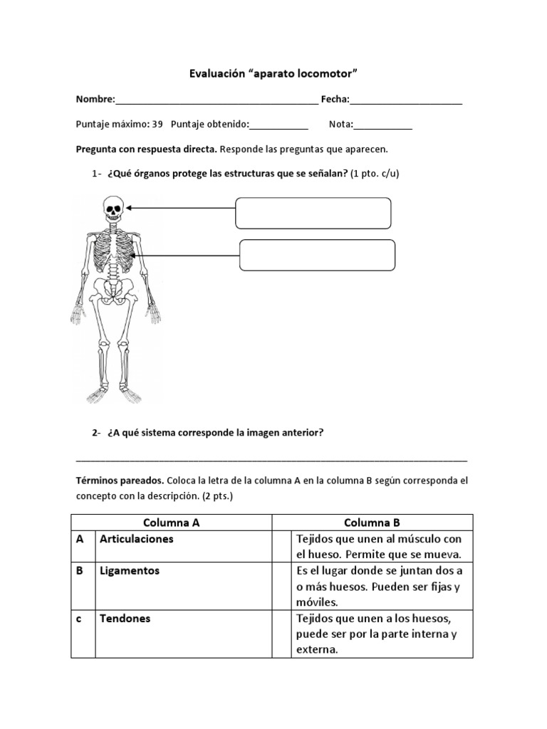 Evaluación Aparato Locomotor Cuarto | Sistema musculoesquelético humano ...