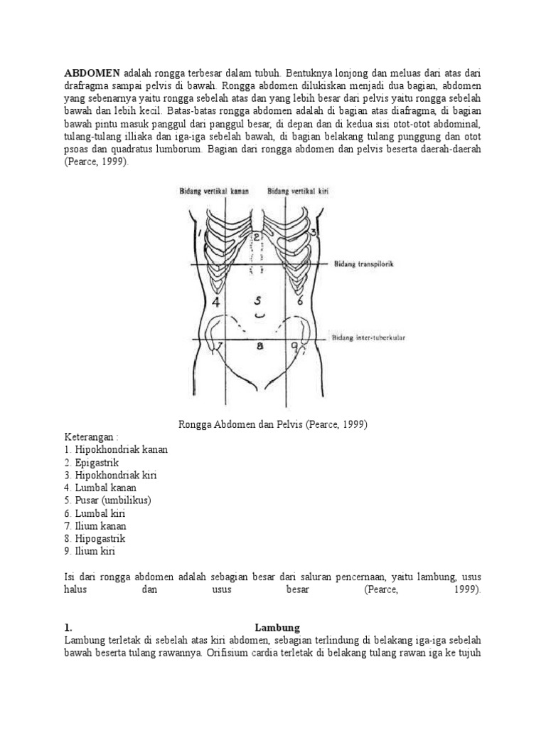 Struktur dan Fungsi Organ-organ Utama dalam Rongga Abdomen | PDF