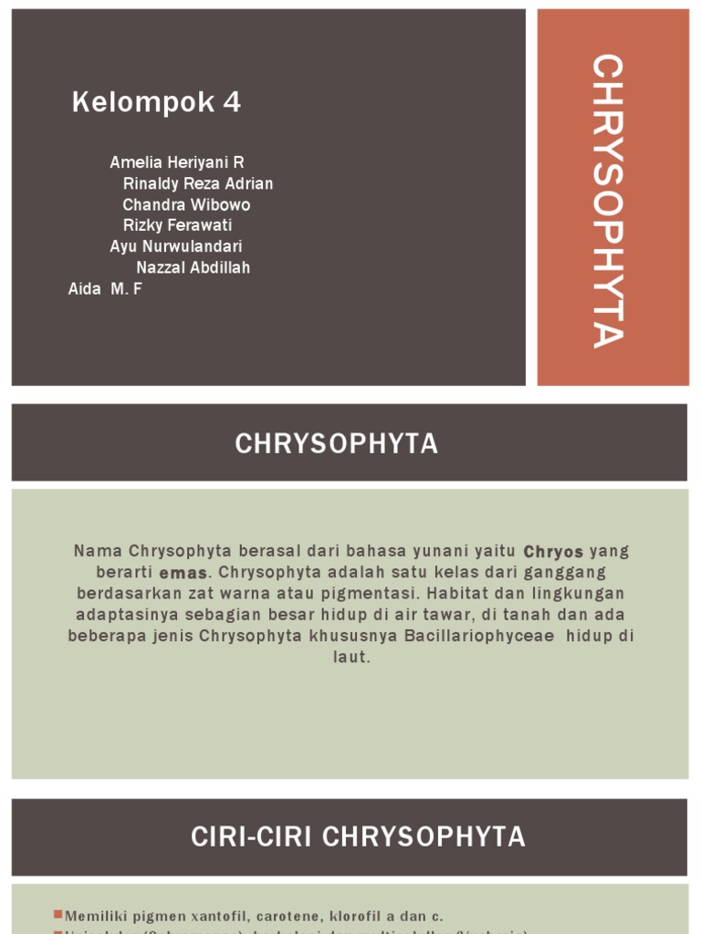 Panduan Lengkap Chrysophyta | PDF