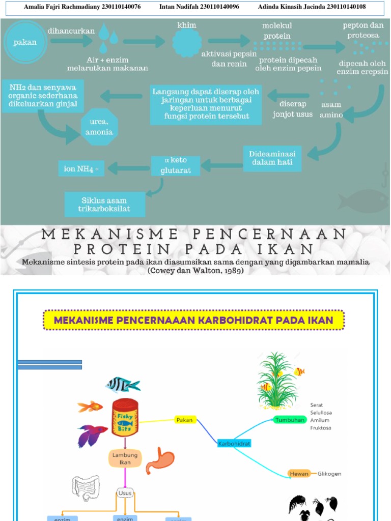 Mind Map Mekanisme Pencernaaan Ikan | PDF