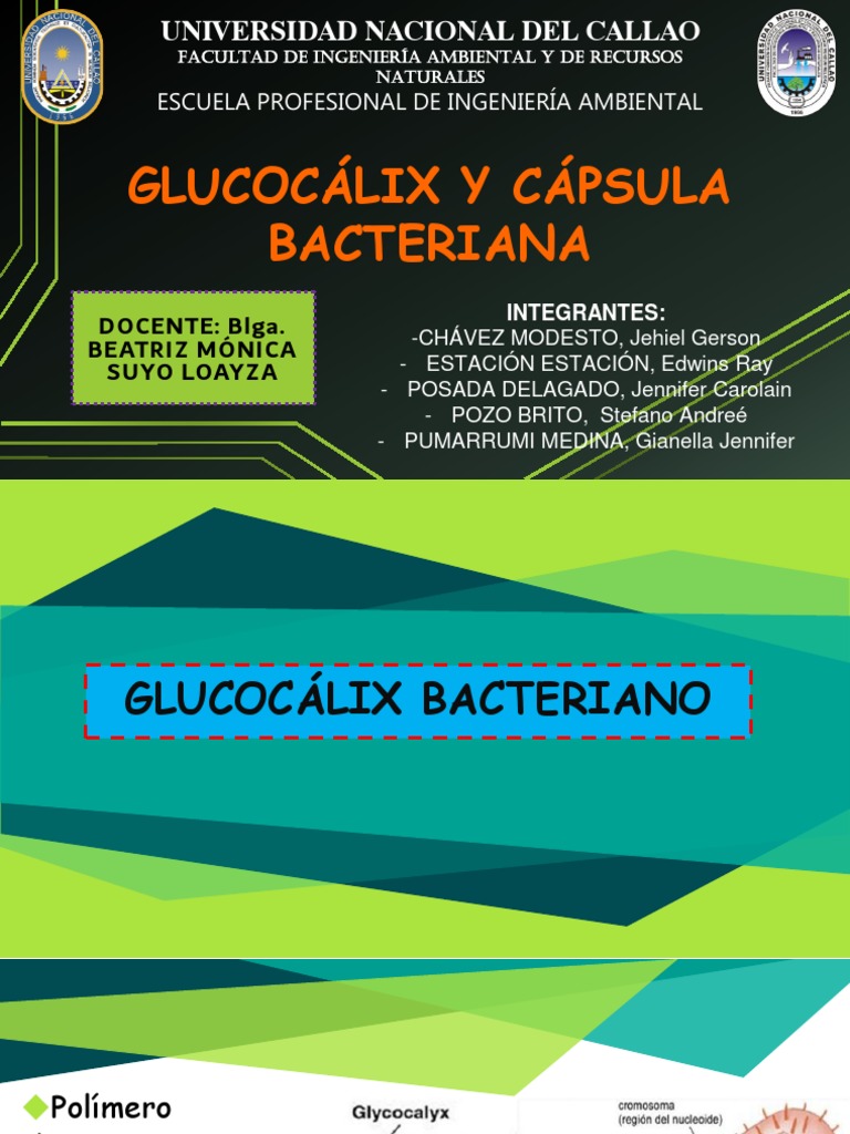 Estructura y Funciones del Glucocálix Bacteriano | PDF | Las bacterias ...