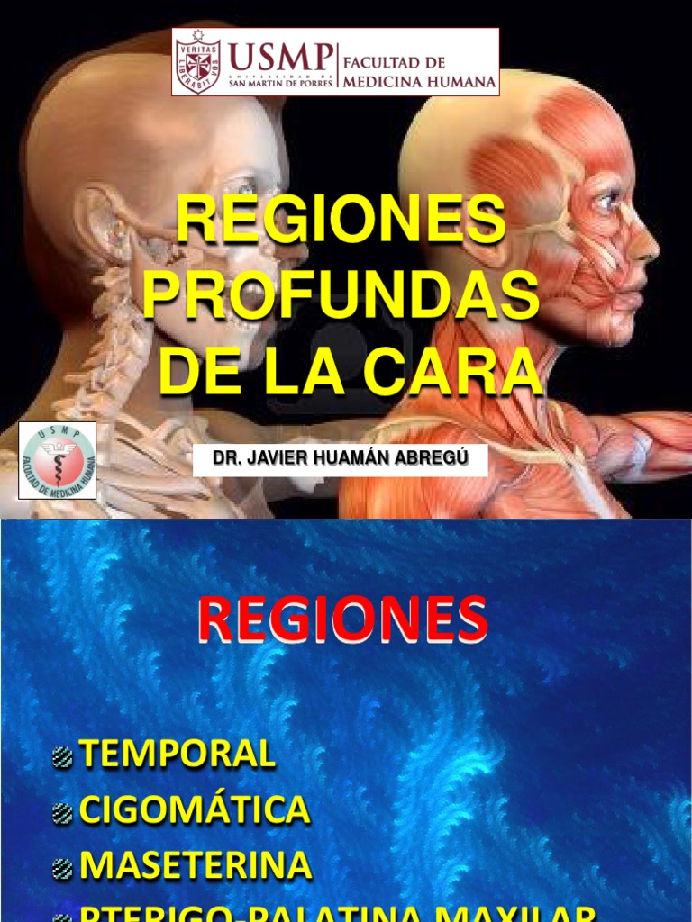 Cara Regiones Profundas 04 09 17 PDF | PDF | Términos anatómicos de ...