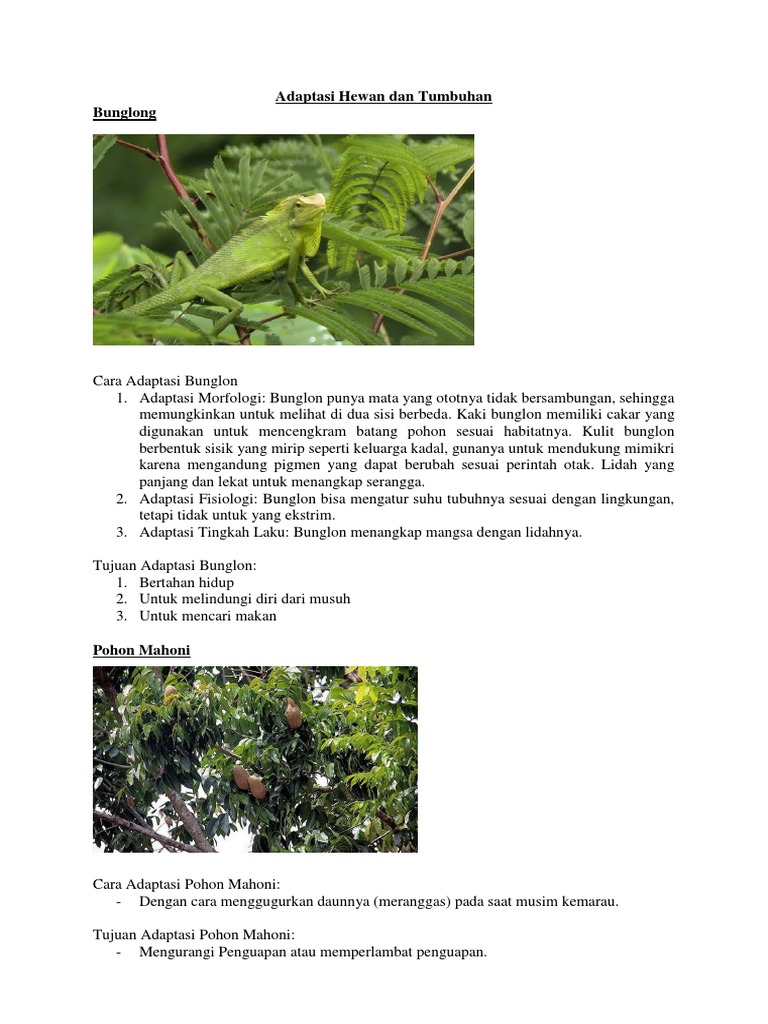 Adaptasi Hewan Dan Tumbuhan | PDF