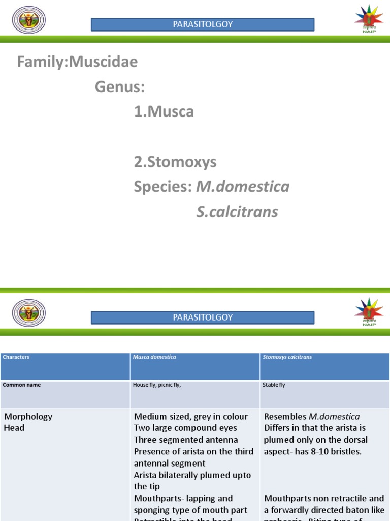 Musca and Stomoxys | PDF | Insects | Hexapoda