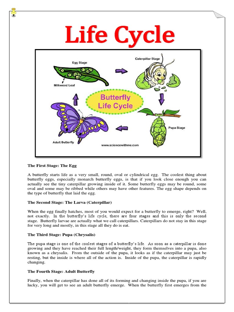 Life Cycle | PDF | Spawn (Biology) | Butterfly
