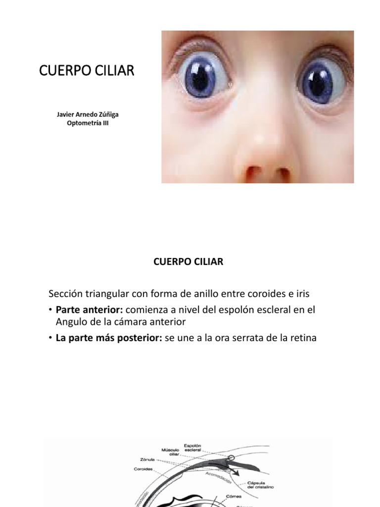 Cuerpo Ciliar | PDF | Ojo humano | Percepción visual